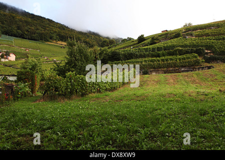 Vineyards in Ollon, Switzerland Stock Photo - Alamy