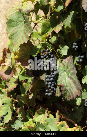 vine leaves and grapes Stock Photo - Alamy
