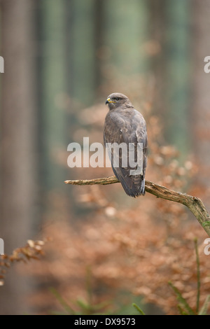 A forest buzzard sitting in a tree with a small snake it had just ...