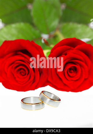 Two red roses and wedding rings over white background Stock Photo - Alamy