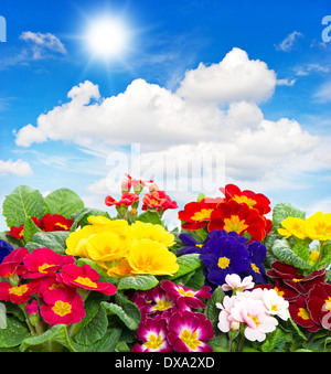 Colorful primroses on a sunny day, selective focus, close up. Lots of ...