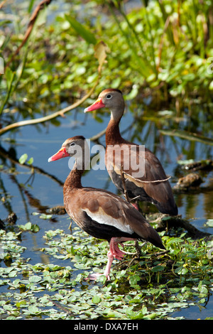 Two black-bellied whistling ducks in a tree with a clean background ...