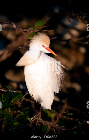 cattle egret (Bubulcus ibis) Wakodahatchee Wetlands Florida USA Stock ...