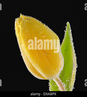 Single Yellow Tulip closeup with water drops isolated on black Stock ...
