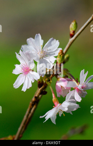 Higan cherry (Prunus subhirtella), Rosaceae Stock Photo - Alamy