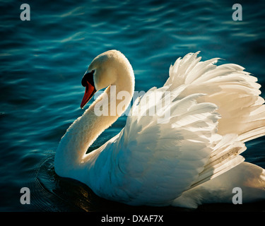 closeup photograph of beautiful white swan on lake in autumn ...