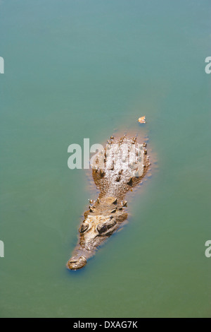 An alligator floating in the water Stock Photo - Alamy