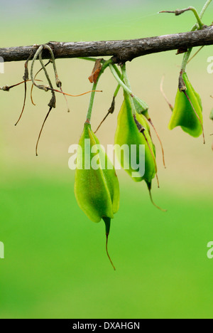 Mountain Silverbell (Halesia monticola), Mountain Silver-Bell ...