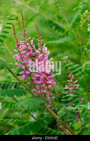 Indigofera heterantha, himalayan indigo Stock Photo - Alamy