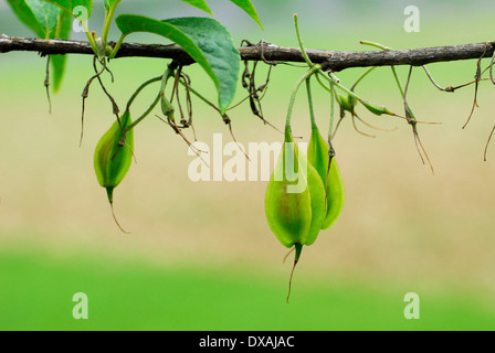 Mountain Silverbell (Halesia monticola), Mountain Silver-Bell ...