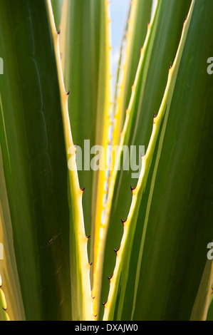 Sword lily close-up Stock Photo - Alamy