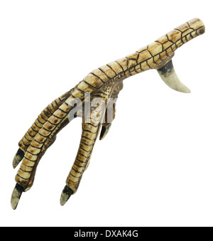 Turkey bird isolated on white background. Turkey-cock isolated Stock ...