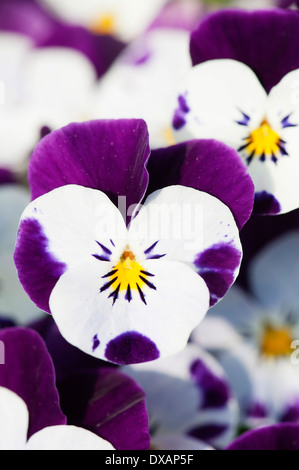 Small viola flowers in spring forest. Hill covered with green grass and ...