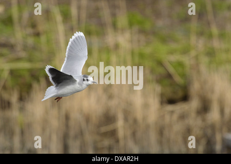Little Gull in adult winter plumage flying, Cornwall, England, UK Stock ...