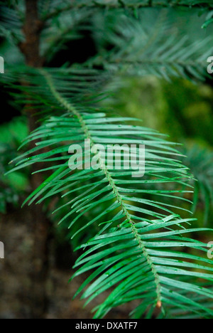 Wollemi pine (Wollemia nobilis), detail of female cone. Wollemi ...