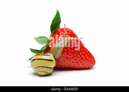 Snail on Strawberry Stock Photo - Alamy