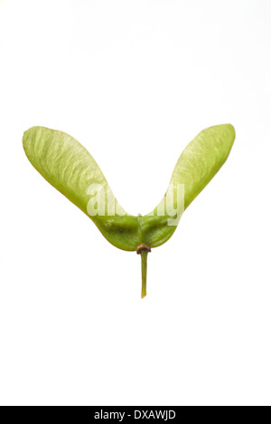 Winged seed pod of Sycamore tree freshly fallen Stock Photo - Alamy