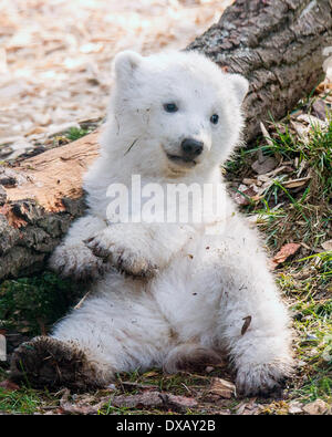 Munich, Germany. 22nd Mar, 2014. One of the 14 week old polar bear twins plays in their ...
