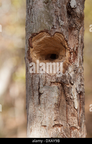 food for Aye-Aye (Daubentonia madagascariensis) madagascar Stock Photo ...