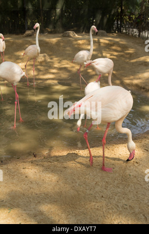 Thailand. Southeast Asia. Natural scenery. Exotic Flora and Fauna Stock ...