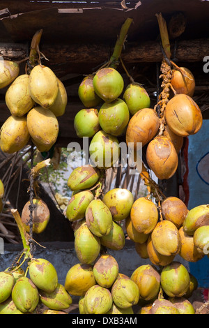 Yellow coconuts hanging on the stall in tropical nature in Chiquila ...