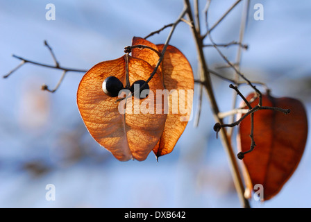 Golden Raintree, fruits (Koelreuteria paniculata), Panicled Golden ...