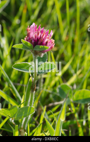 Pretty Red Clover flower in pink, also called broad leaved clover ...