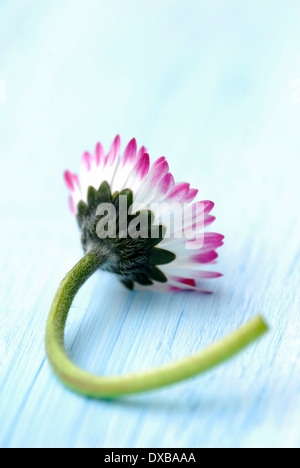 A vertical selective focus shot of Common daisy with green leaves Stock ...