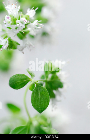 Medicinal plant: Origanum vulgare Stock Photo - Alamy