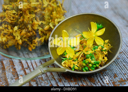 Dried herbs Hypericum perforatum Stock Photo - Alamy