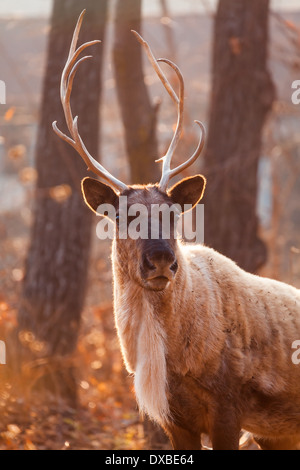 arctic reindeer hart stag animal mammal arctic north farm animal tundra ...