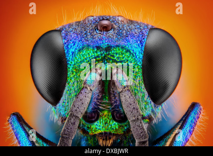 Extremely sharp and detailed study of a Cuckoo wasp (Holopyga Generosa ...