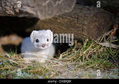 Ermine / Stoat Stock Photo - Alamy