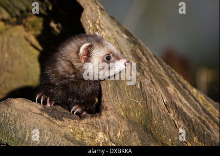 European Ferret / Polecat Stock Photo - Alamy