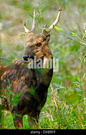 Visayan spotted deer, Rusa alfredi Stock Photo - Alamy