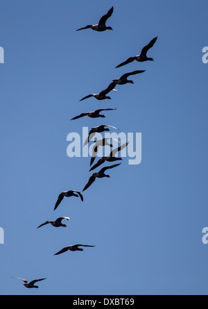 Brent geese flying in formation against blue sky Stock Photo - Alamy