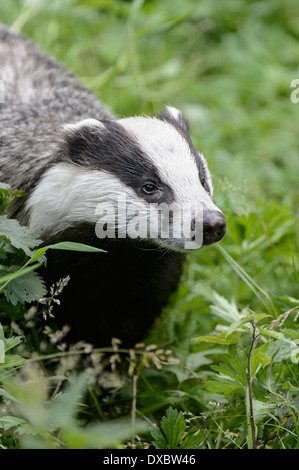 badger Meles meles portrait shot of head Stock Photo - Alamy