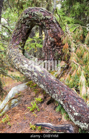 Odd tree in Aletsch Forest, Valais, Swiss Alps, Switzerland, Europe ...