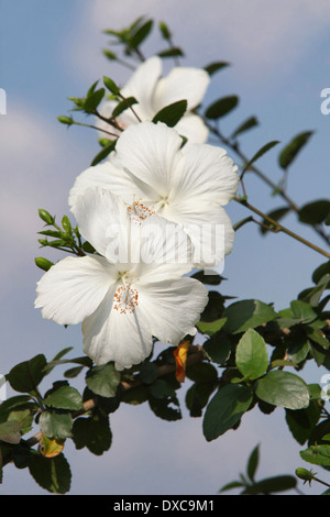 Jaswand flower or Hibiscus, Shoe Flower (Hibiscus rosa-sinensis) Ranchi ...