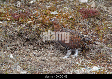 Female Red grouse (Lagopus scoticus) in falling snow, Yorkshire Dales ...