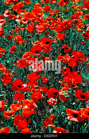 Red poppies - Zoom effect Stock Photo - Alamy