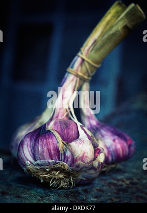 Garlic Allium sativum Cardiovascular health support Garlic is known for ...