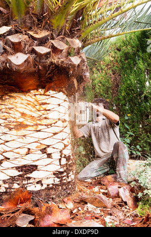 Man peeling palm tree with chainsaw, Majorca, Spain Stock Photo - Alamy