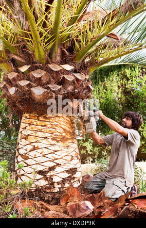 Man peeling palm tree with chainsaw, Majorca, Spain Stock Photo - Alamy