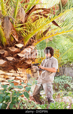 Man peeling palm tree with chainsaw, Majorca, Spain Stock Photo - Alamy