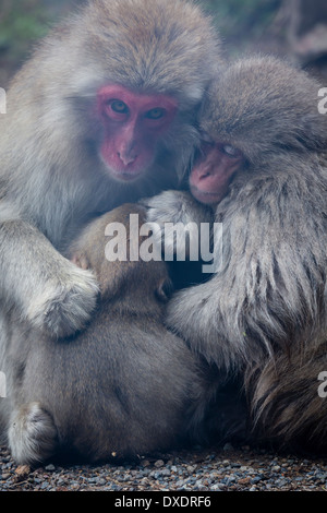 Japanese macaque (Macaca fuscata) huddled together Stock Photo - Alamy