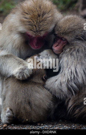 Japanese macaque (Macaca fuscata) huddled together Stock Photo - Alamy
