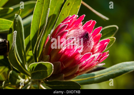 Proteas are best known as the national symbol of South Africa Stock ...