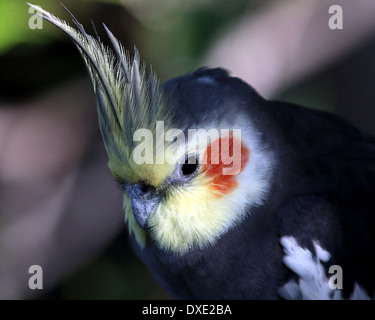 Cockatiel (Nymphicus hollandicus) a.k.a. Quarrion, Weiro, a cockatoo ...
