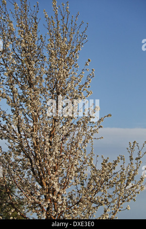 A plumb tree Stock Photo - Alamy